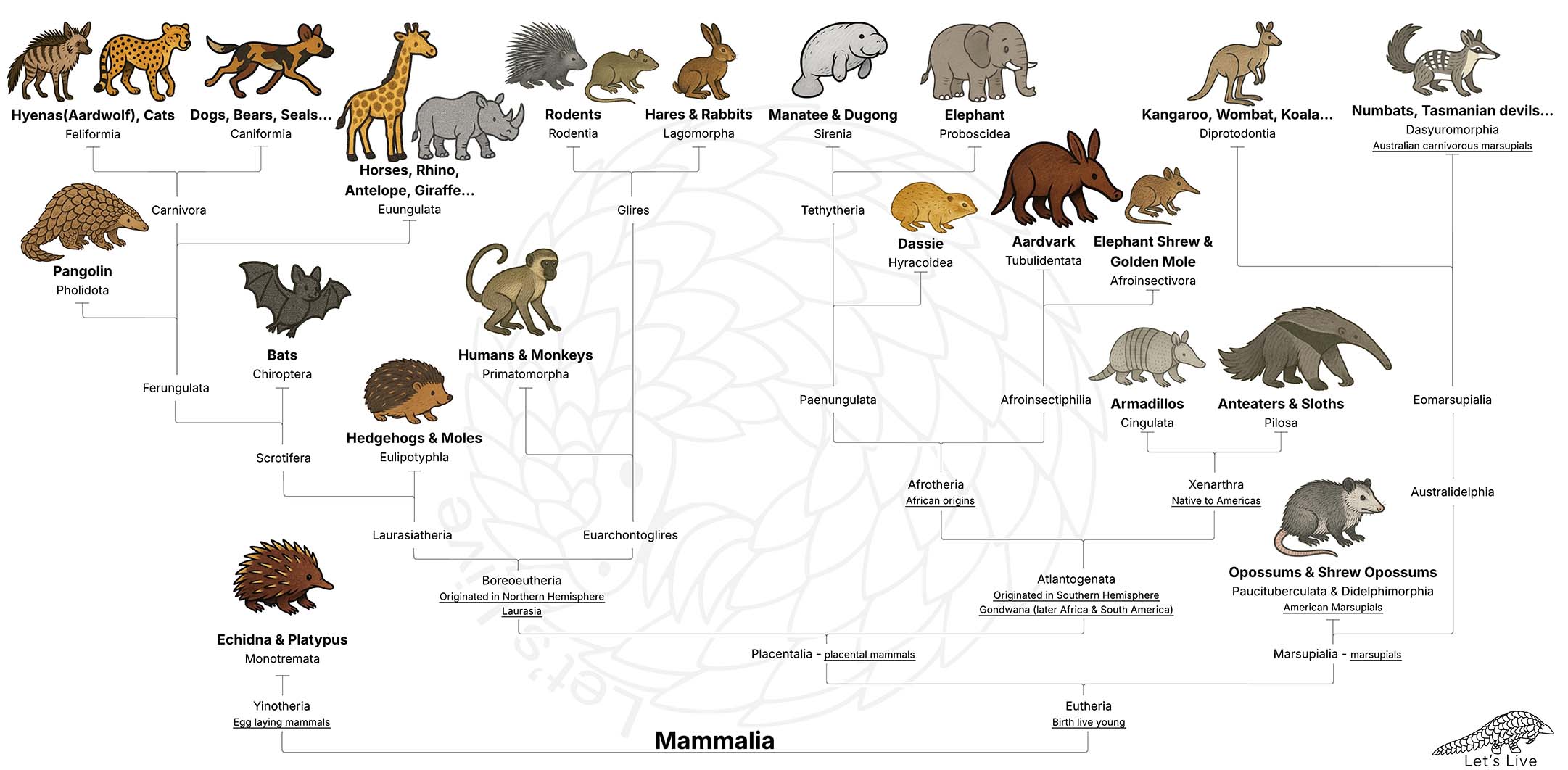Scales and Ant Eaters – Let's Live