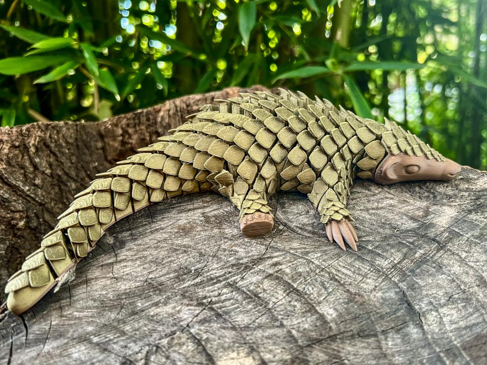 Pangolin: Ambassador Animal – Let's Live